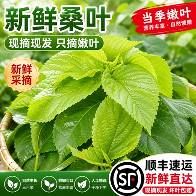 顺丰当天发新鲜嫩桑叶蚕宝宝学生养蚕套装大小现摘桑叶桑树叶蚕卵