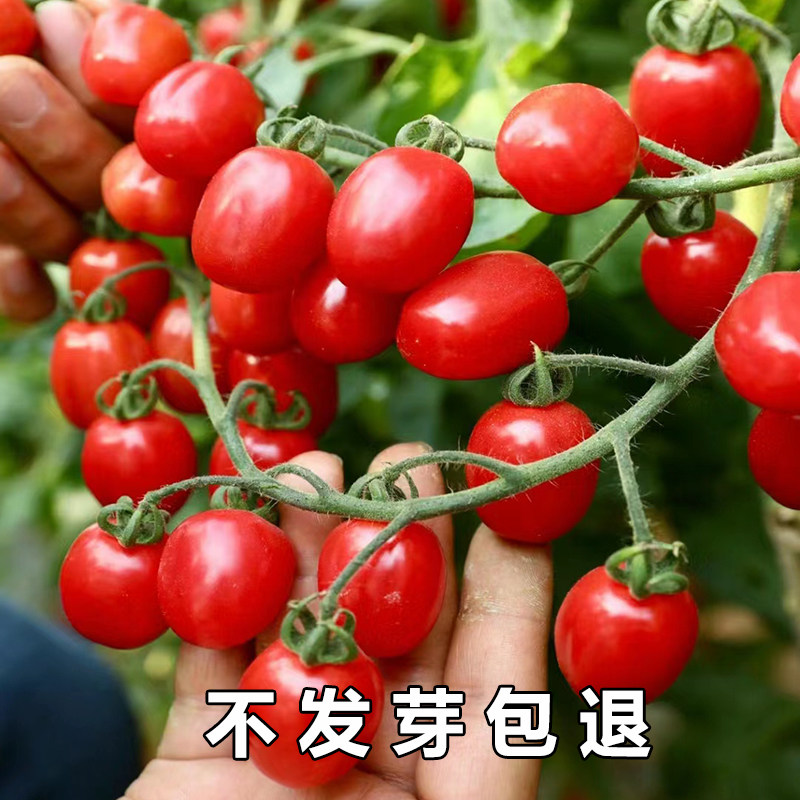 室内矮生阳台盆栽樱桃小番茄种子蔬菜种孑西红柿圣女果四季春秋季