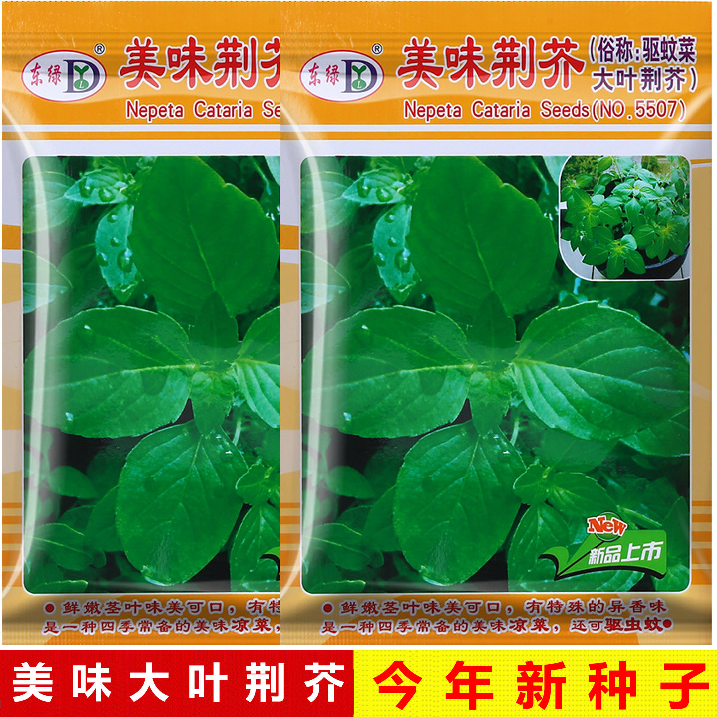 食用荆芥菜种籽夏季四季播盆栽荆菜孑河南大叶荆棘种子蔬菜种籽子