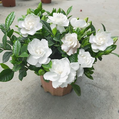 栀子花大树苗四季开花盆栽植物