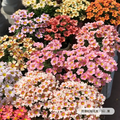 虹越酢浆草混品种30球装