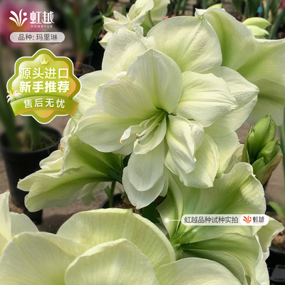 【持续热卖】进口朱顶红多品种