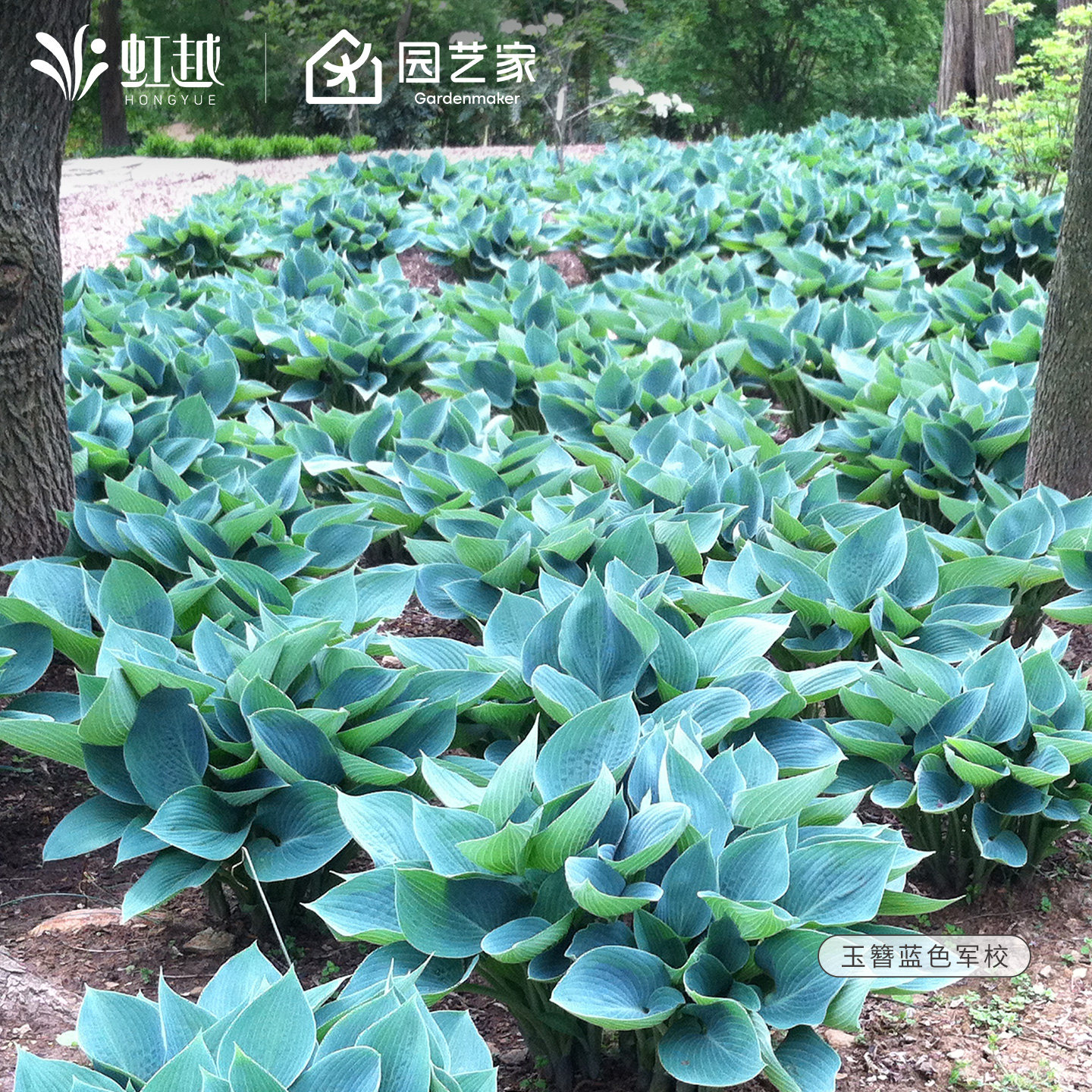 玉簪裸根苗蓝色军校耐阴耐寒庭院花园阳台多年生绿植苗种球根虹越