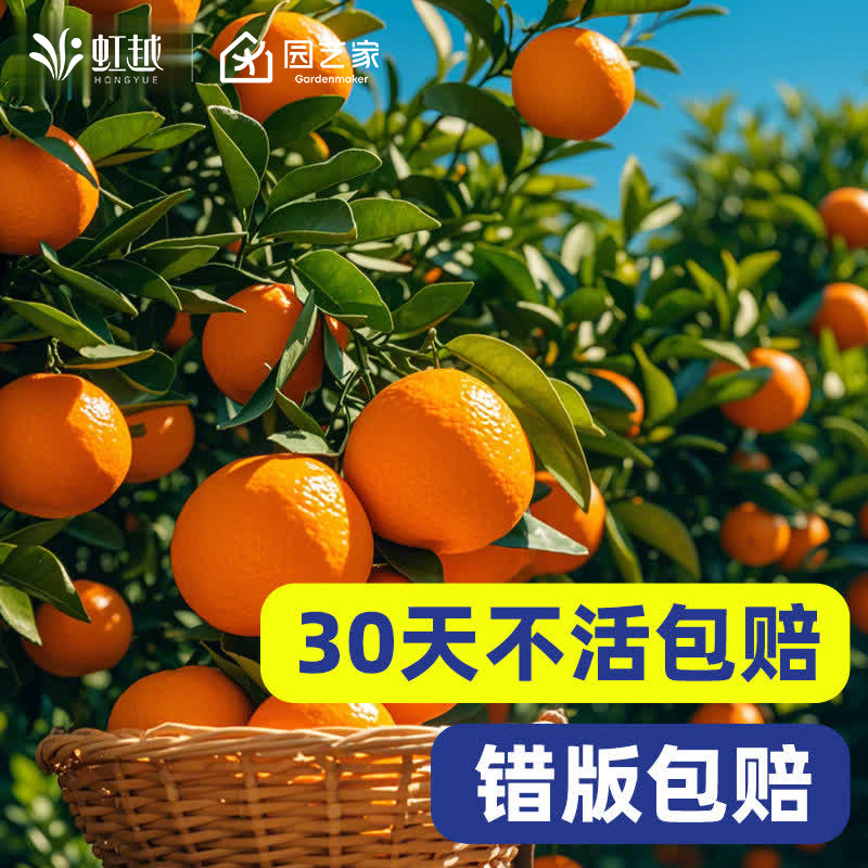 虹越橙子树苗脐橙血橙果苗柑橘柠檬橙盆栽地栽南方四季可种
