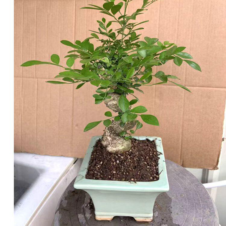 提根九里香老桩中型盆景室内阳台植物造型盆栽四季好养一物一拍