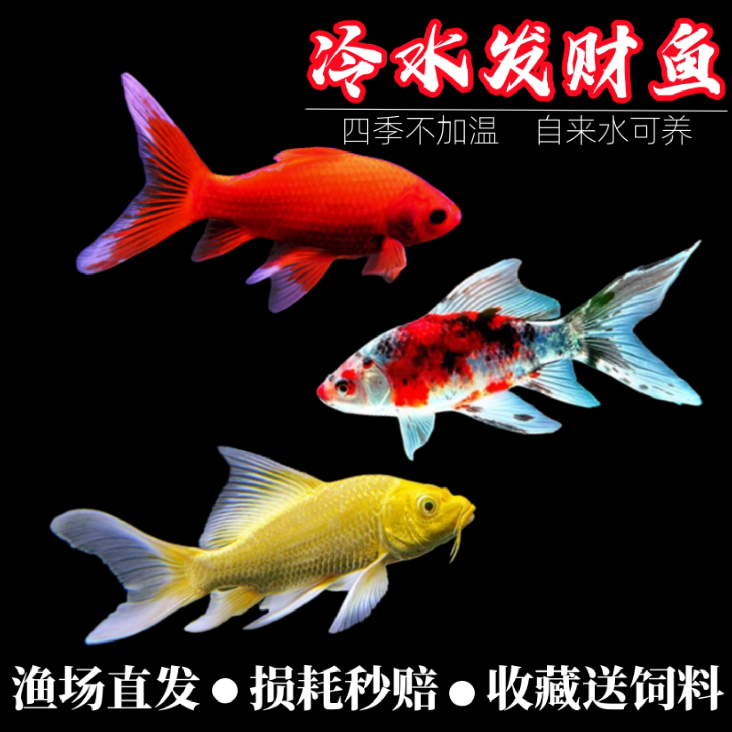 冷水鹦鹉鱼耐活好养不加温红鱼淡水观赏发财鱼金鱼锦鲤活鱼苗