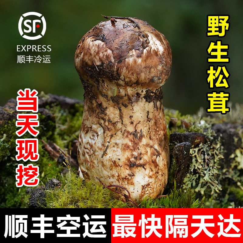 【现挖】云南香格里拉新鲜松茸鲜货纯野生特产食用菌菇出口级500g