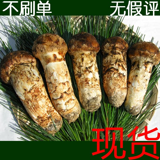 野生松茸新鲜特级蘑菇四川甘孜雅江特产菌菇高山菌种正宗野生菌子