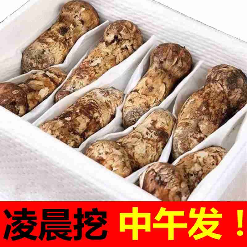 2026云南香格里拉新鲜野生松茸鲜货鲜野生菌菇一级不开伞正宗现货