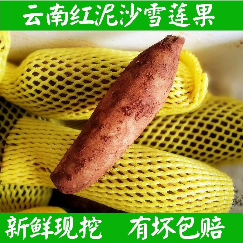 雪莲果新鲜水果现挖天山雪莲果10斤云南红泥沙土黄心雪莲果红心11