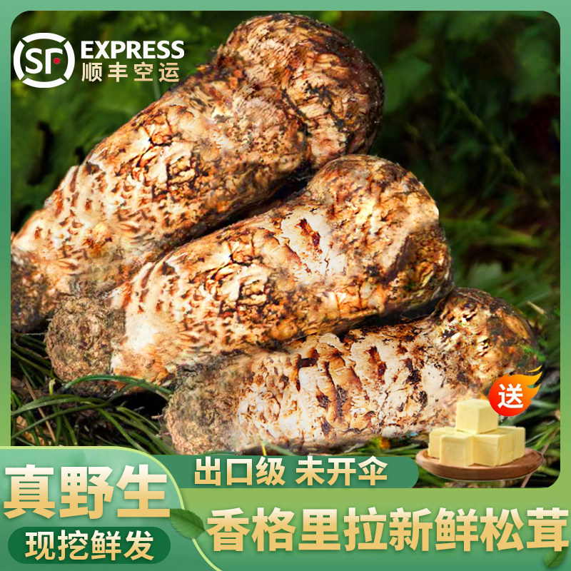 2024云南香格里拉松茸新鲜纯野生菌菇500g食用特产出口级未开伞