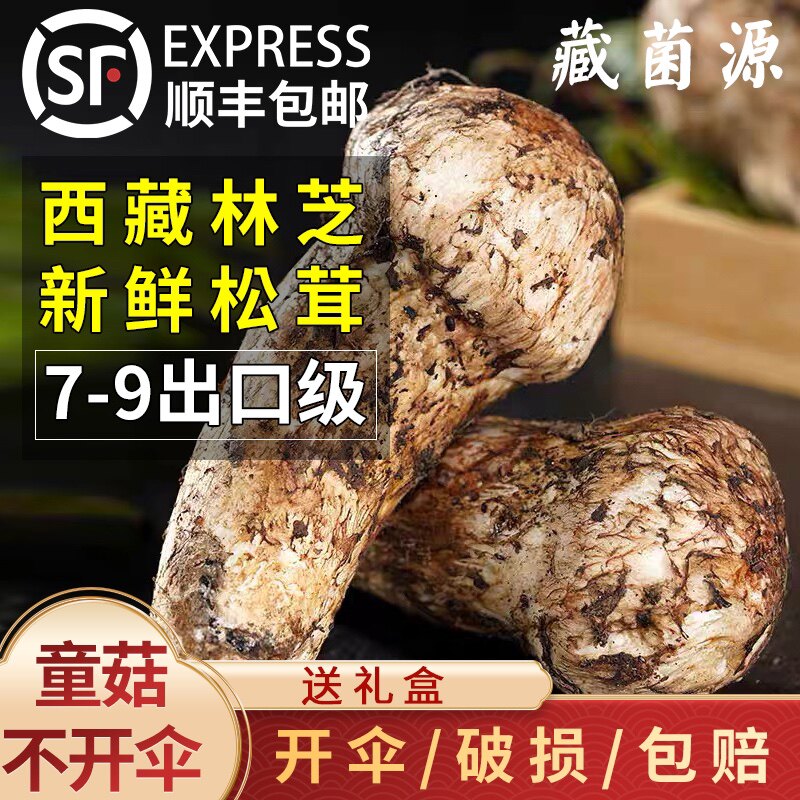正宗西藏美味野生松茸新鲜蘑菇西藏特产野生特级松茸鲜菌菇1000g