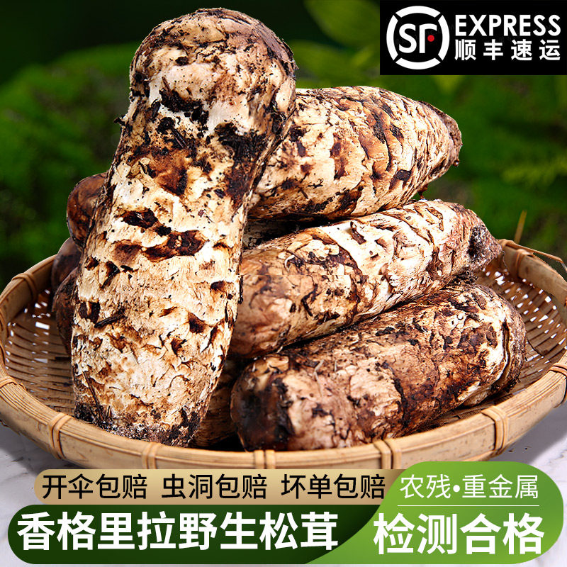 现货2026云南香格里拉新鲜野生松茸现货速发菌菇礼盒菌子500g菌