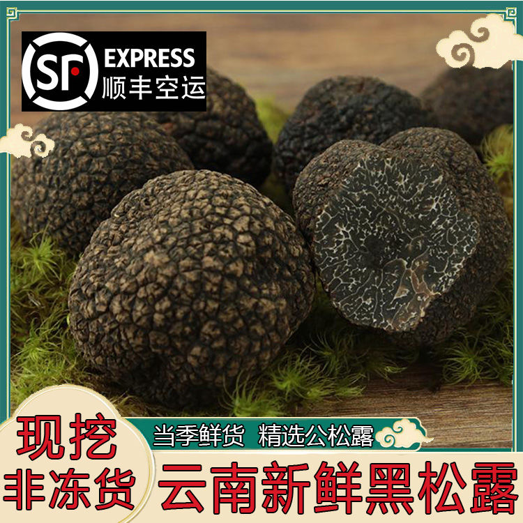 成熟新鲜黑松露松茸松露菌云南特产白松露菌野生菌猪拱菌菌菇块菌