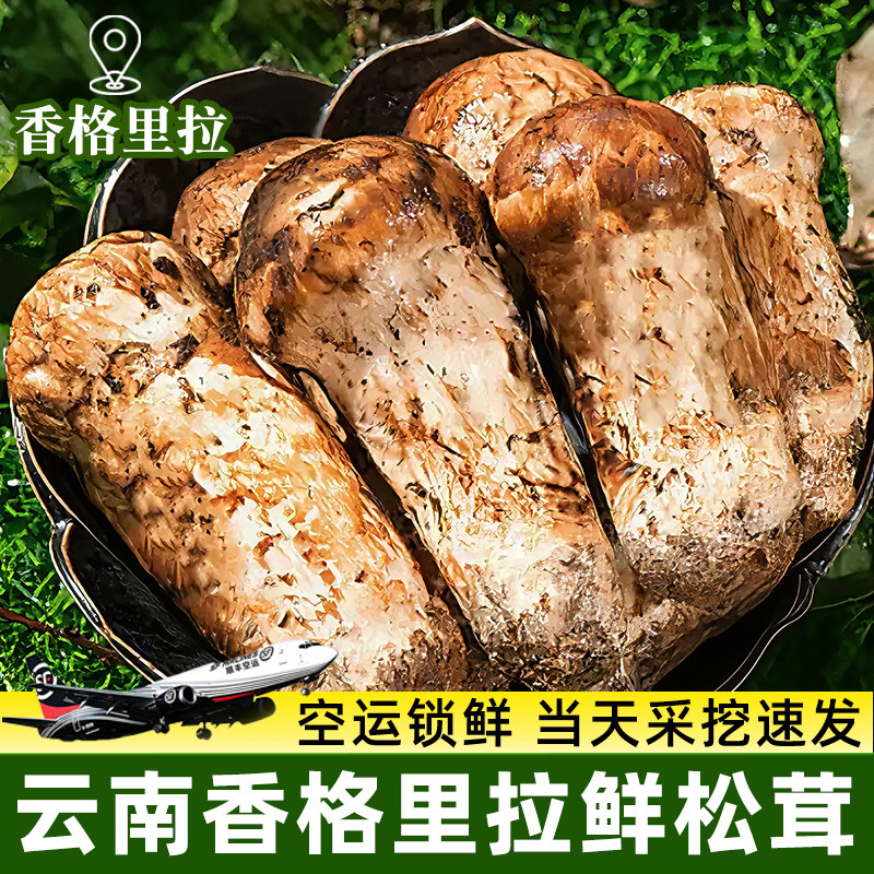 新鲜松茸香格里拉当天现采挖鲜松茸松茸菌云南特产菌菇礼盒装