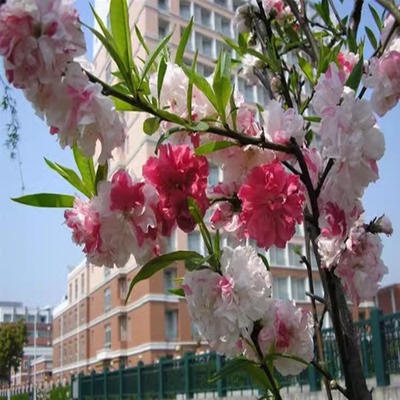 庭院观赏桃花 重瓣青叶碧桃树苗 千叶桃花 五色碧桃树苗 当年开花