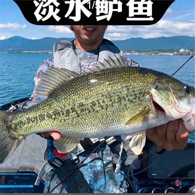 加州鲈鱼耐寒大口黑鲈淡水鱼冷水耐低温大口鲈鱼