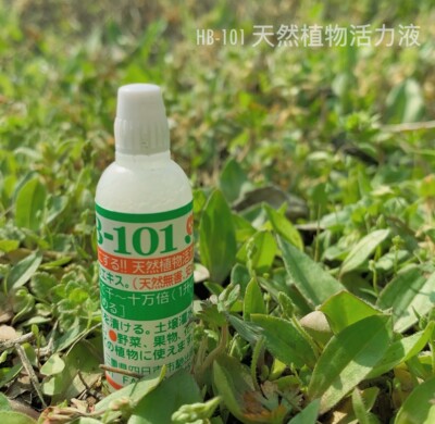 日本绿植肉锥促生根浓缩活力素