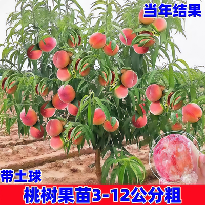 特大桃树果苗带土嫁接水蜜桃冬桃黄油桃盆栽地栽南北方种耐寒果树