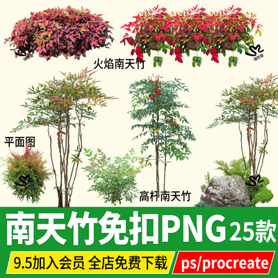 火焰南天竹地被灌木庭院植物png无背景psd分层ps素材procreate
