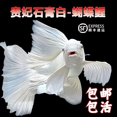 台湾蝴蝶鲤观赏鱼活体冷水淡水