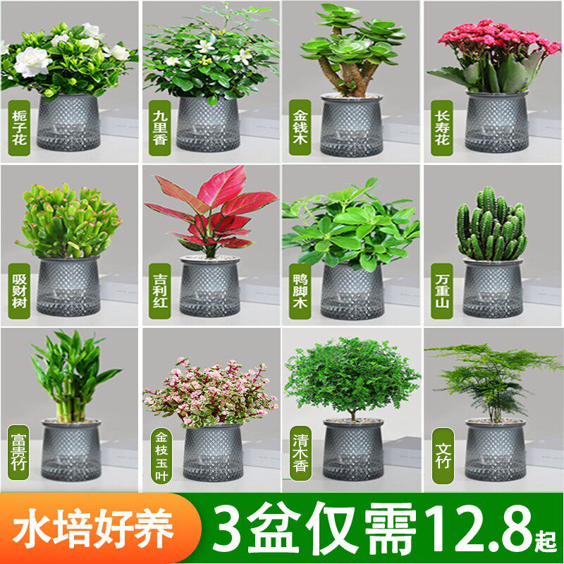 水培植物盆栽栀子花九里香长寿花新手好养办公室桌面耐阴水养盆栽