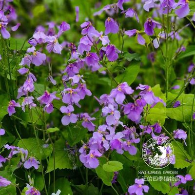 二月兰诸葛菜耐阴耐寒耐贫瘠盆栽