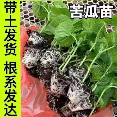 春季高产苦瓜苗绿疙瘩苦瓜秧大苗