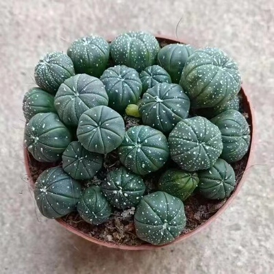 实生十颗星兜仙人球小苗星球组合防辐射套餐开花室内多肉植物盆栽