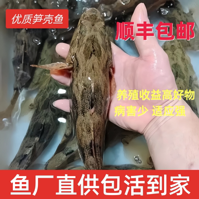 广州笋壳鱼竹壳鱼泰国笋壳鱼苗淡水养殖鱼苗云斑尖塘鳢鱼苗沙塘鳢