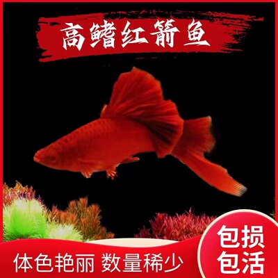 高鳍红箭鱼苗菊花帆红剑鱼狼牙帆刀公热带鱼观赏鱼小型鱼