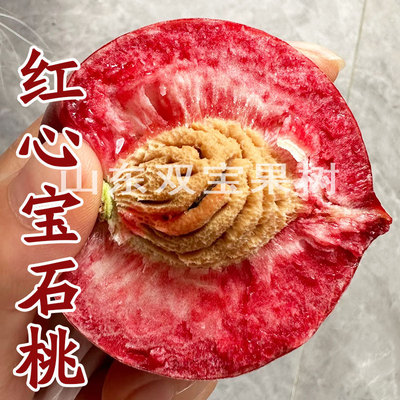 山东早熟红心宝石南方种植桃树苗