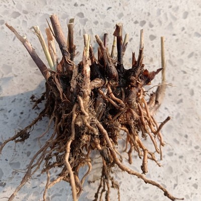 变色柳枝稷山纳多 多季变色多年生彩色观赏草