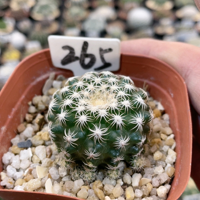265比式圆盘玉