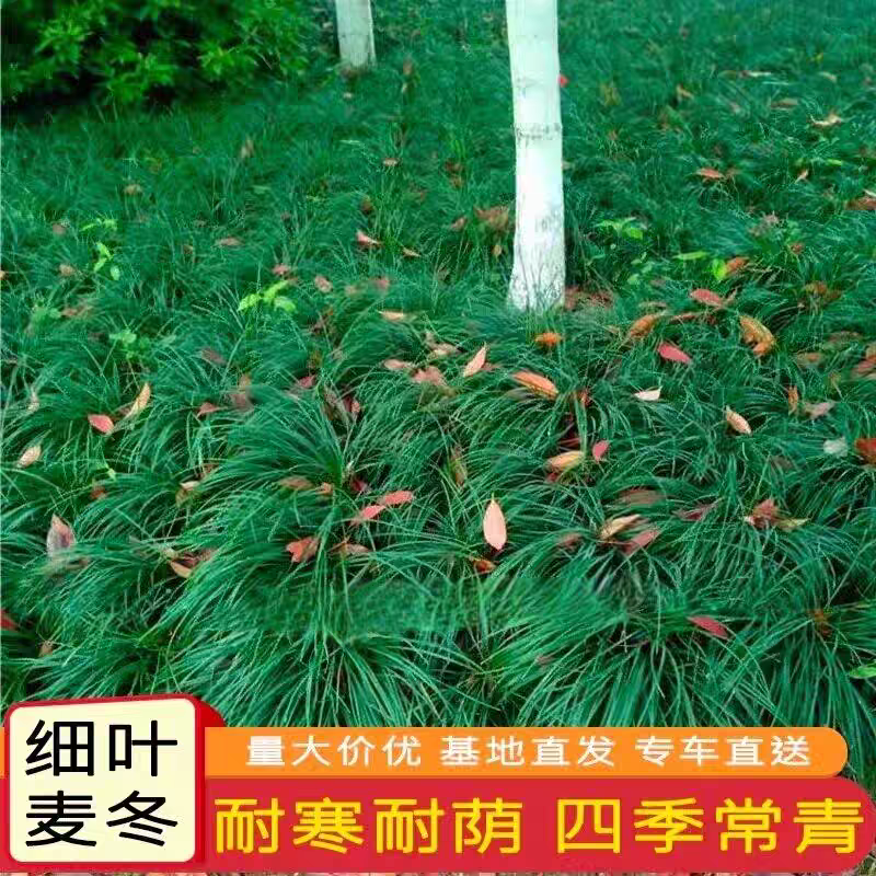 细叶麦冬草庭院绿化耐阴耐寒观赏草坪植物沿阶草四季常青花园草坪