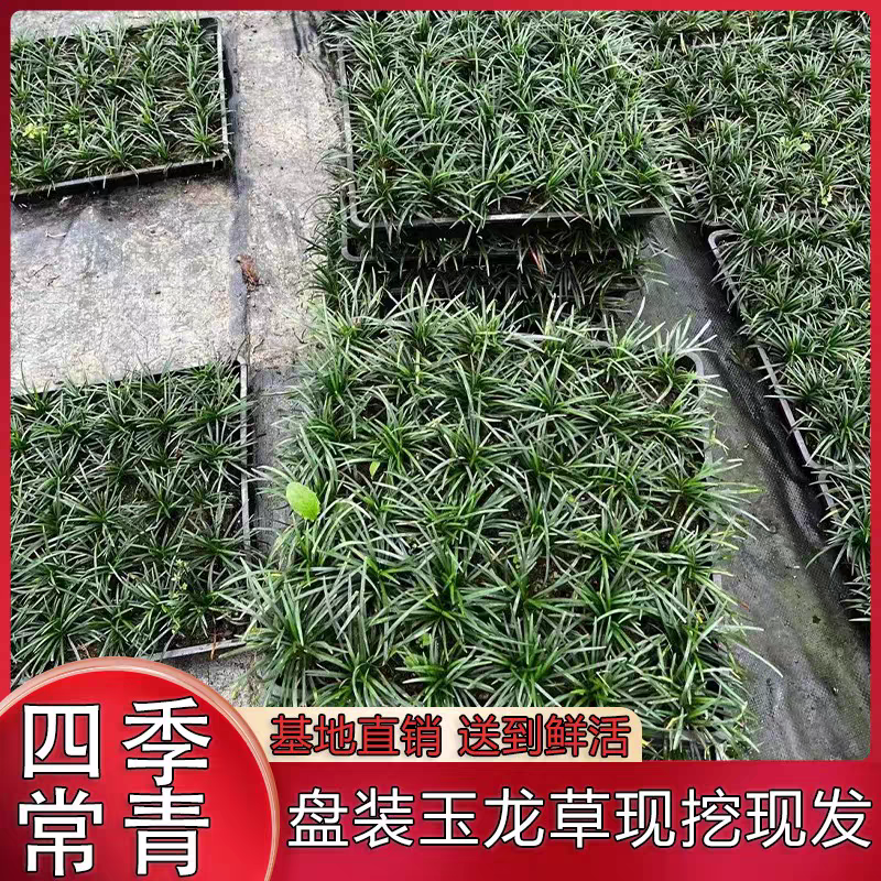 矮麦冬草庭院绿化耐阴耐寒观赏草坪植物沿阶草四季常青