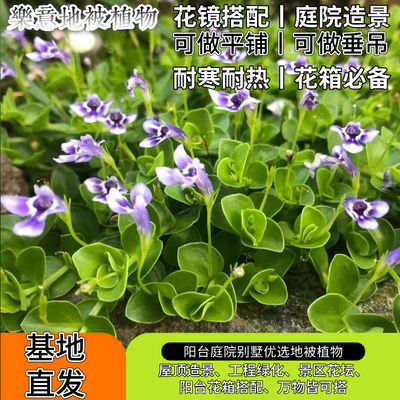 瞳草花镜庭院天使眼泪耐寒耐荫多年生多季开花地被植物可爱小盆栽