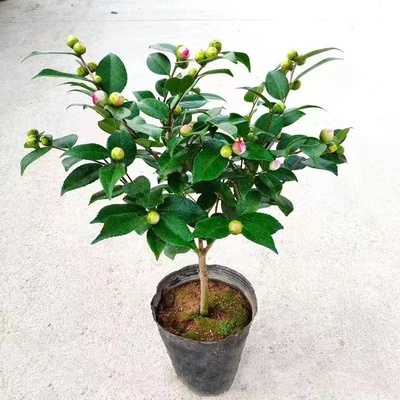 香妃茶花盆栽带花苞绿植