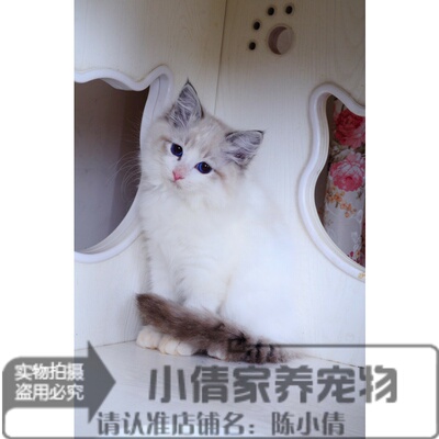 美国海豹活体布偶猫