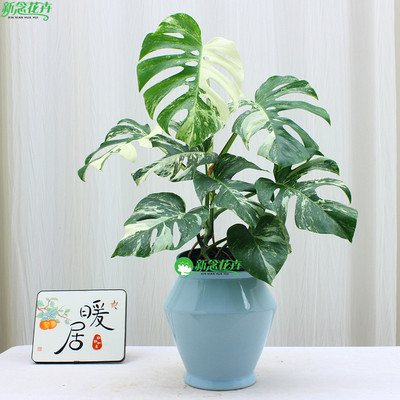 白锦龟背竹洒金龟背竹阴阳白龟热植网红植物室内桌面盆栽