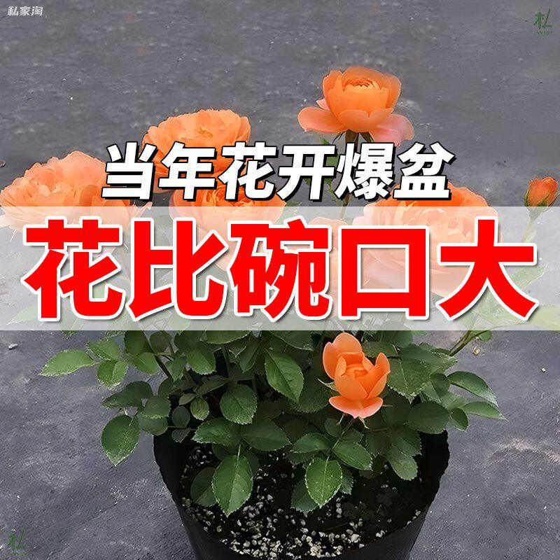 果汁阳台月季花苗带花苞灌木大花四季丰花花卉月季大苗浓香型玫瑰