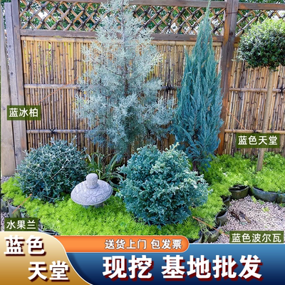 落基山圆柏蓝色天堂蓝色系柏树蓝冰柏剑柏庭院乔木耐寒针叶花镜树