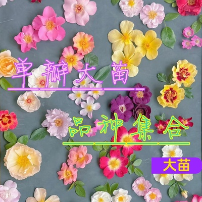 单瓣月季眼睛月季玫瑰花盆栽