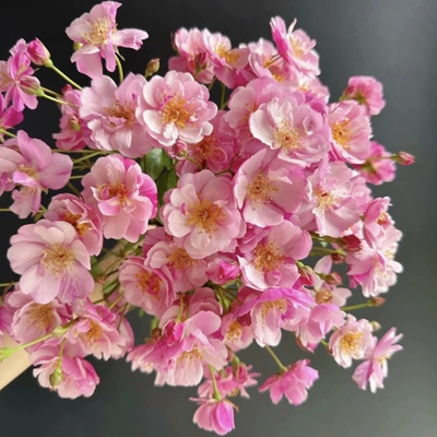 薰衣草梅迪兰ADR认证单瓣月季