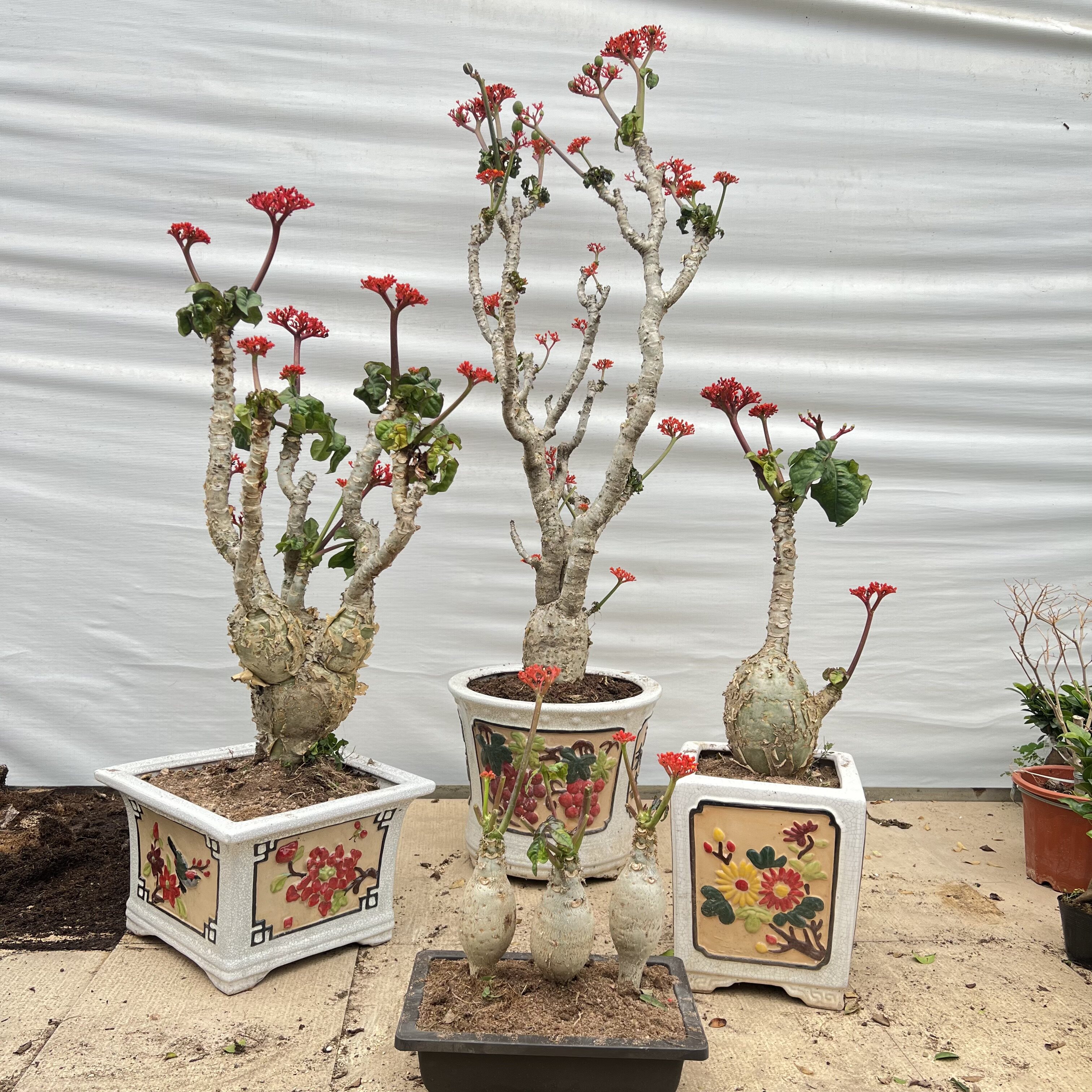 佛肚海棠盆栽大肚块根植物办公室阳台庭院好养绿植花卉佛肚树