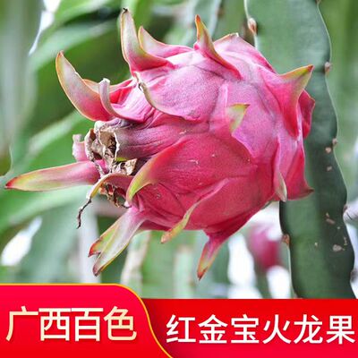 【顺丰包邮】广西百色田东红金宝红心火龙果8斤礼盒当季新鲜水果