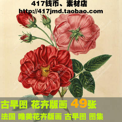 [古早图 图谱]法国 Henriette Vincent 花卉植物彩色版画图片素材