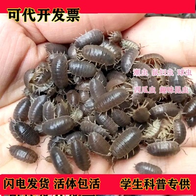 快递包活现抓鼠妇虫潮虫西瓜虫活体昆虫鼠球科普学生套餐爬宠活体