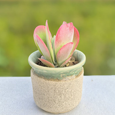 多肉唐印植物群生多头唐印