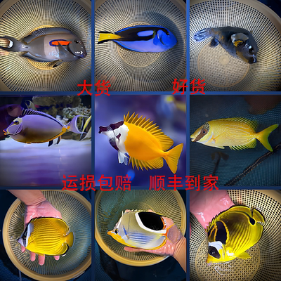 海水蓝星玫瑰石斑大香港月光月眉蝶大独角天狗一字蓝吊拖尾观赏鱼